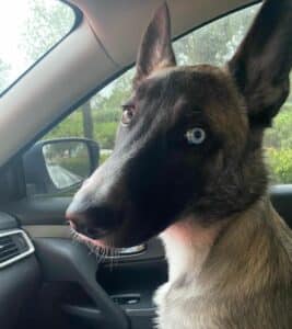 Belgian Malinois Husky Mix (Belusky): Owner's Guide