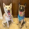 Belgian Malinois Husky Mix (Belusky): Owner's Guide