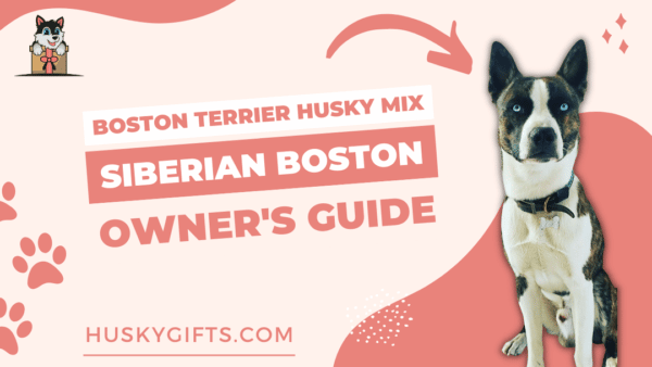 Boston Terrier Husky Mix (Siberian Boston): Owner's Guide