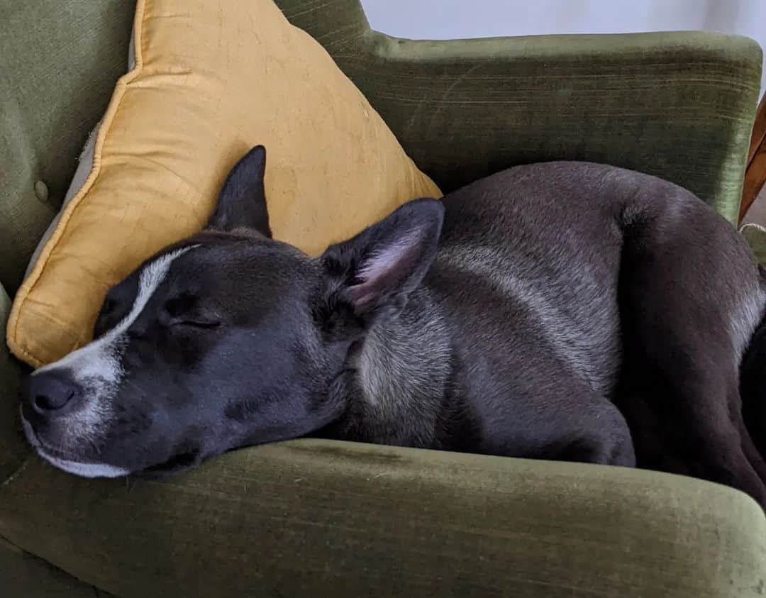 Boston Terrier Husky Mix (Siberian Boston): Owner's Guide