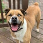 Boxer Husky Mix (Boxsky): Owner's Guide