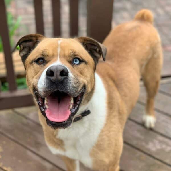 Boxer Husky Mix (Boxsky): Owner's Guide