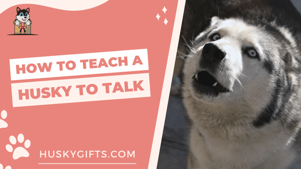How To Teach A Husky To Talk [6 TALKING TIPS]