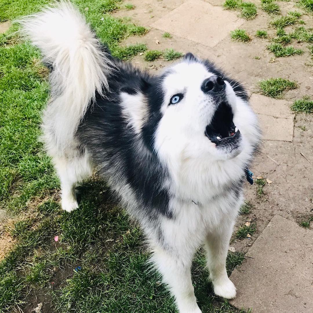 How to Teach a Husky to Talk in 6 Steps