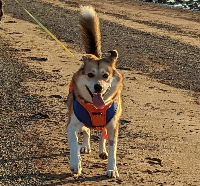 Beagle Husky Mix (Beasky): Owner's Guide