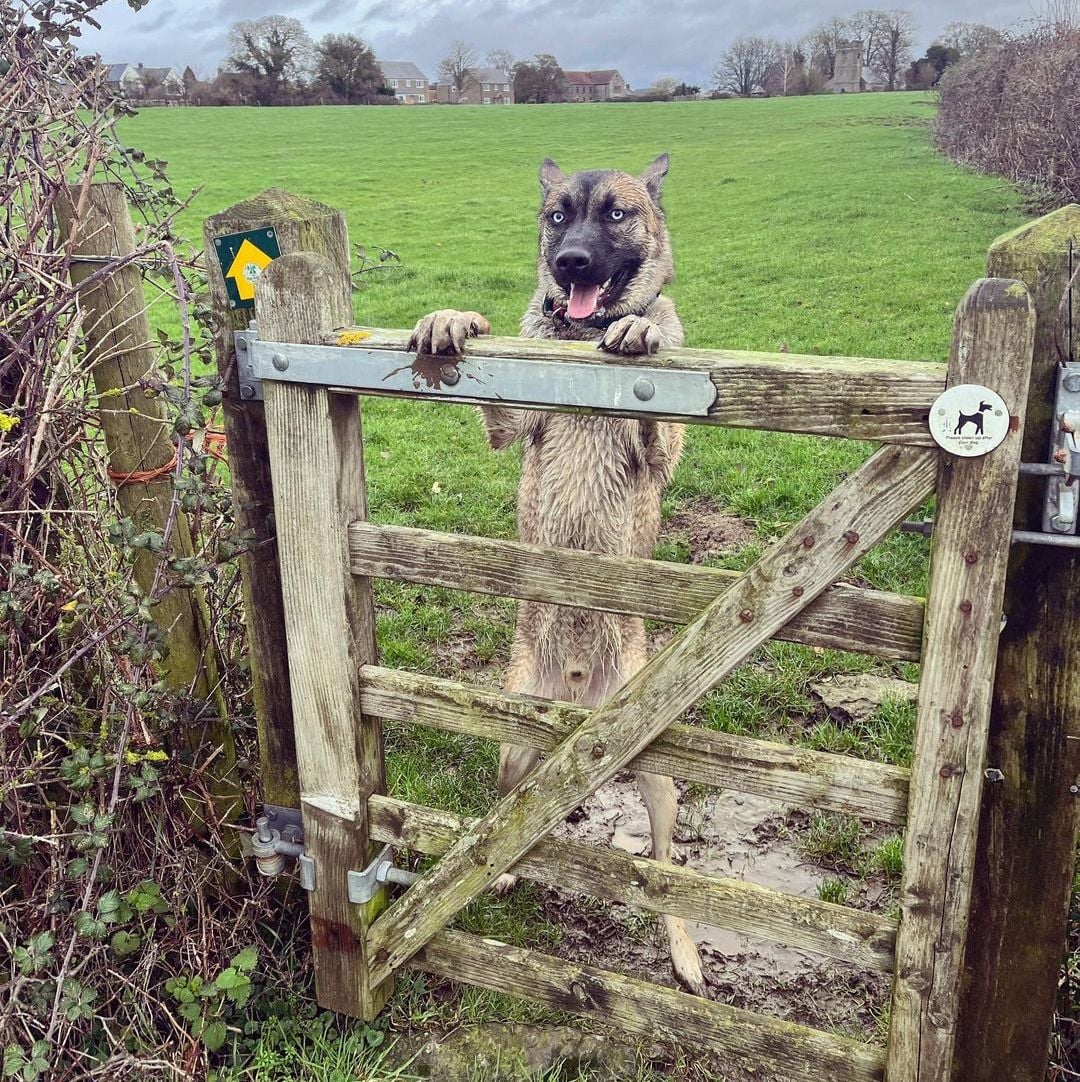 Belgian Malinois Husky Mix (Belusky): Owner's Guide