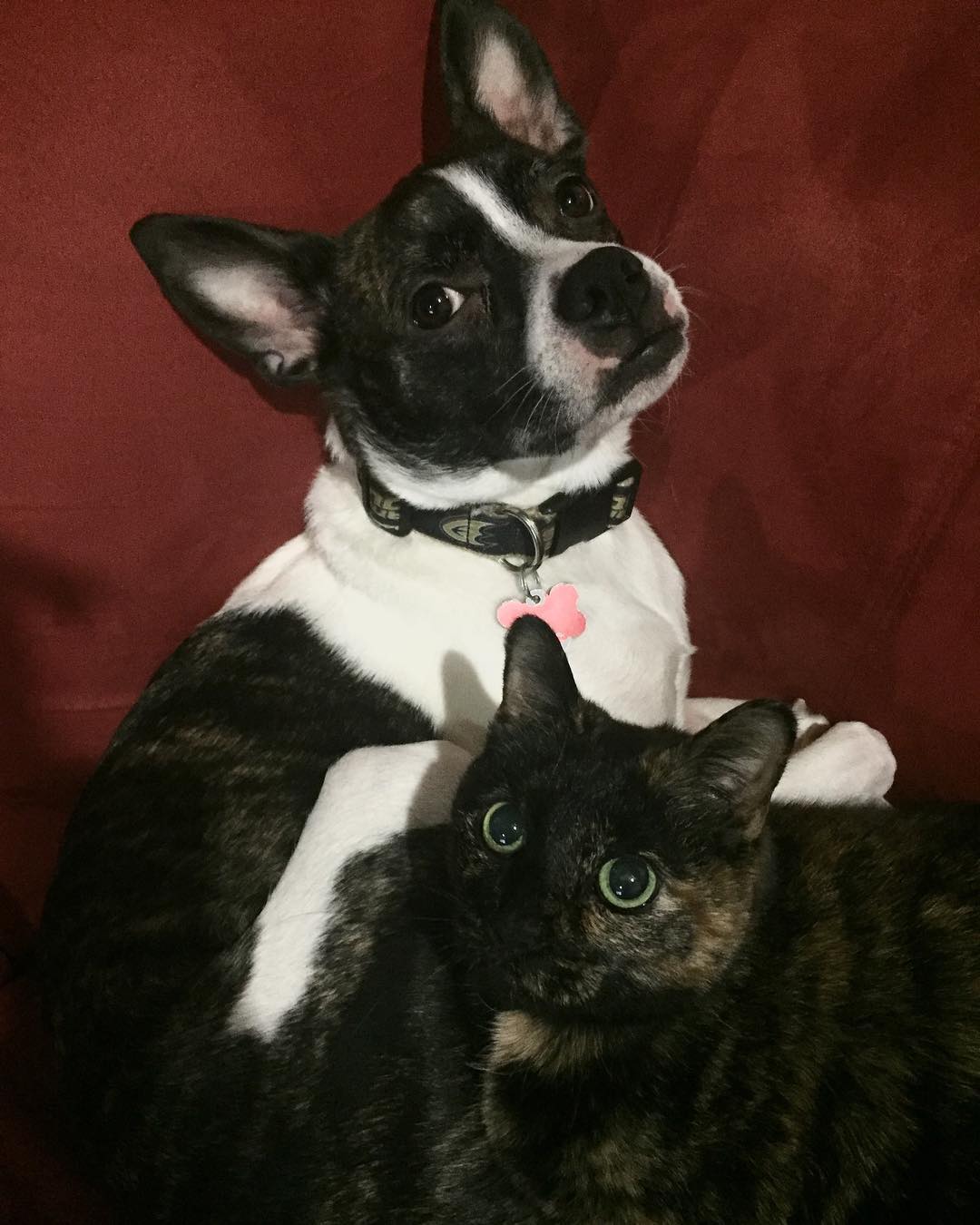 Boston Terrier Husky Mix (Siberian Boston): Owner's Guide