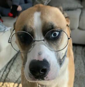 Boxer Husky Mix (Boxsky): Owner's Guide