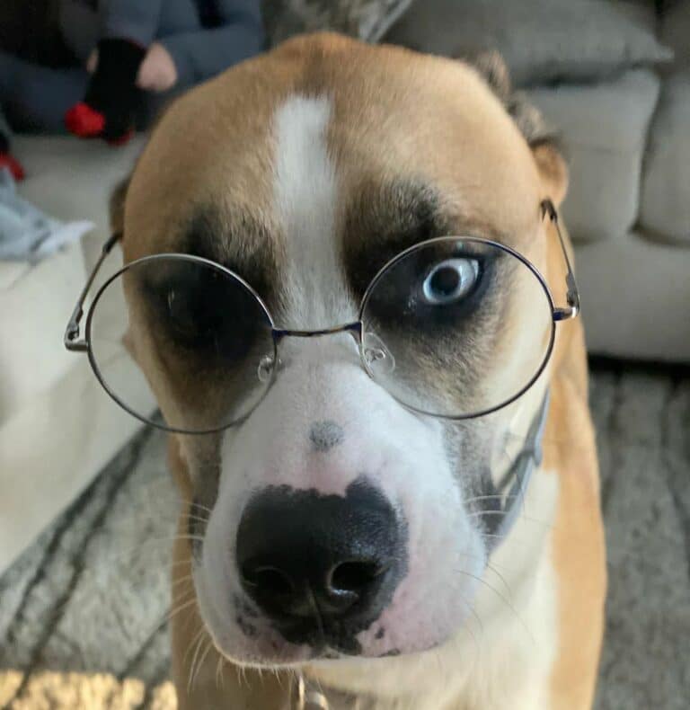 Boxer Husky Mix (Boxsky): Owner's Guide