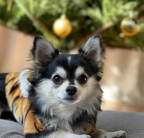 Husky Chihuahua Mix (Husky Chi): Owner's Guide