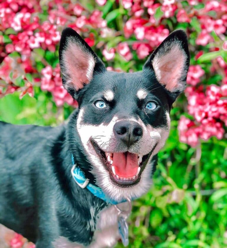 Husky Dachshund Mix (Dusky): Owner's Guide