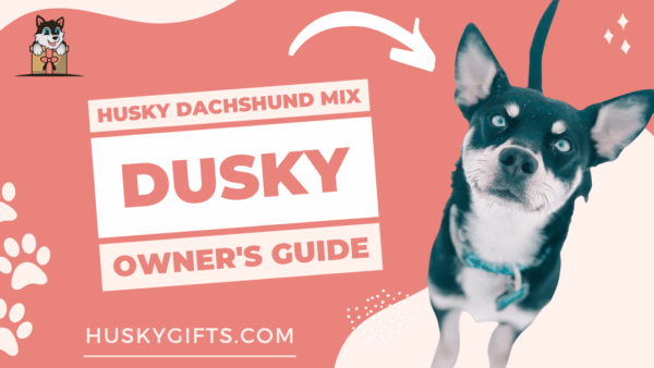 Husky Dachshund Mix (Dusky): Owner's Guide