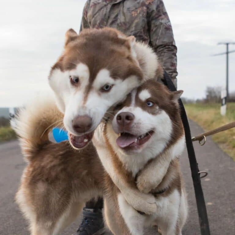 Husky Malamute Mix (Alusky): Owner's Guide