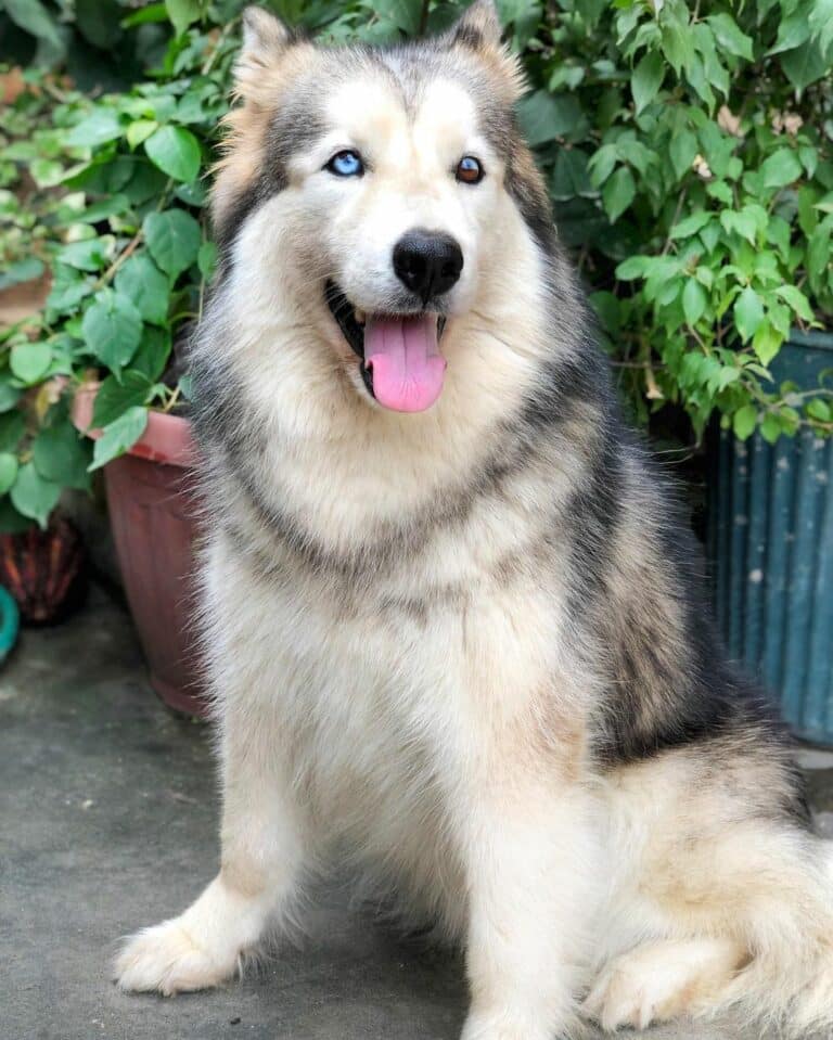 Husky Malamute Mix (Alusky): Owner's Guide