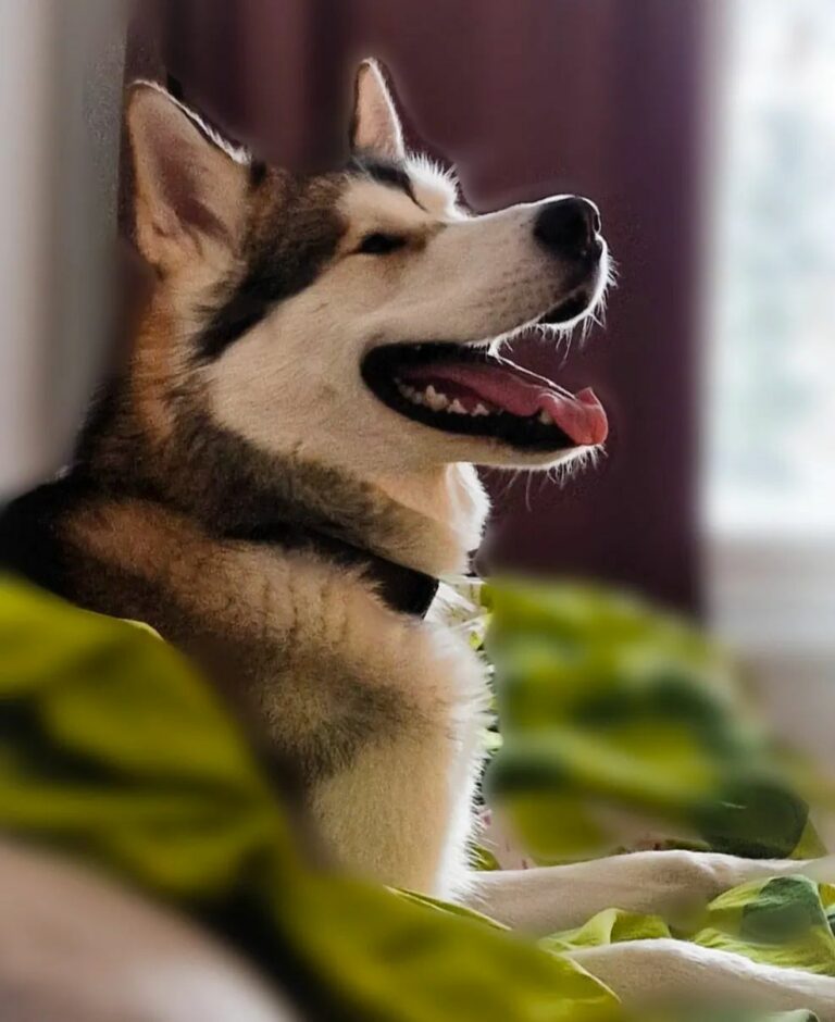 Husky Malamute Mix (Alusky): Owner's Guide