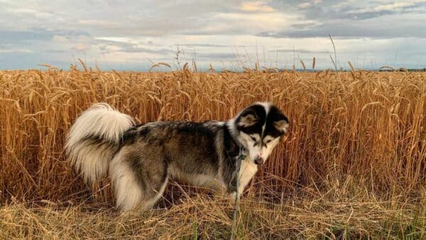 Husky Malamute Mix (Alusky): Owner's Guide