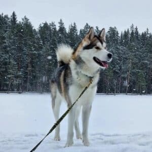 Husky Malamute Mix (Alusky): Owner's Guide