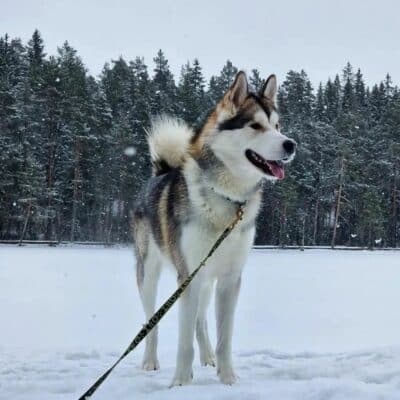 Husky Malamute Mix (Alusky): Owner's Guide