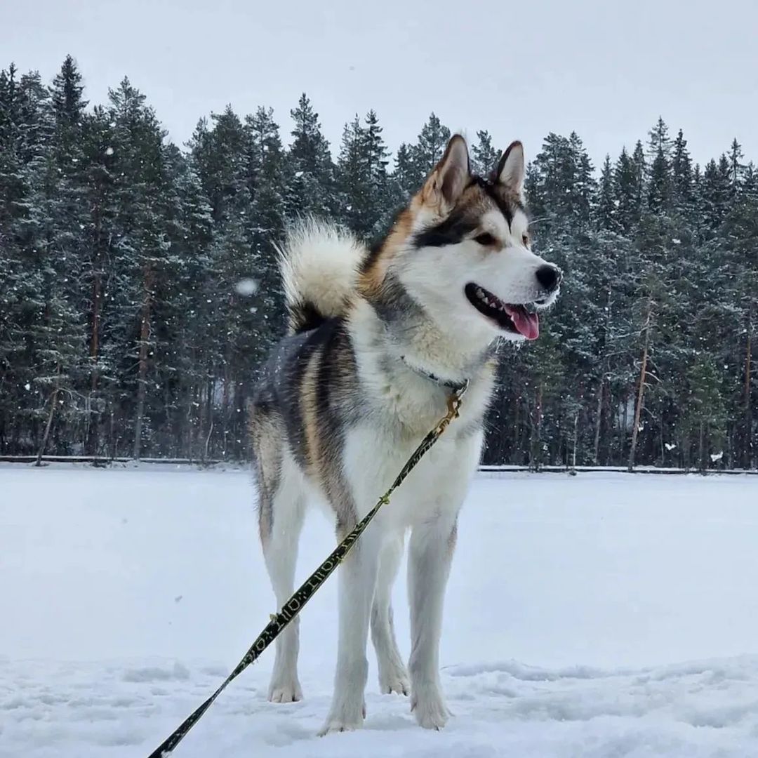 Husky Malamute Mix (Alusky): Owner's Guide