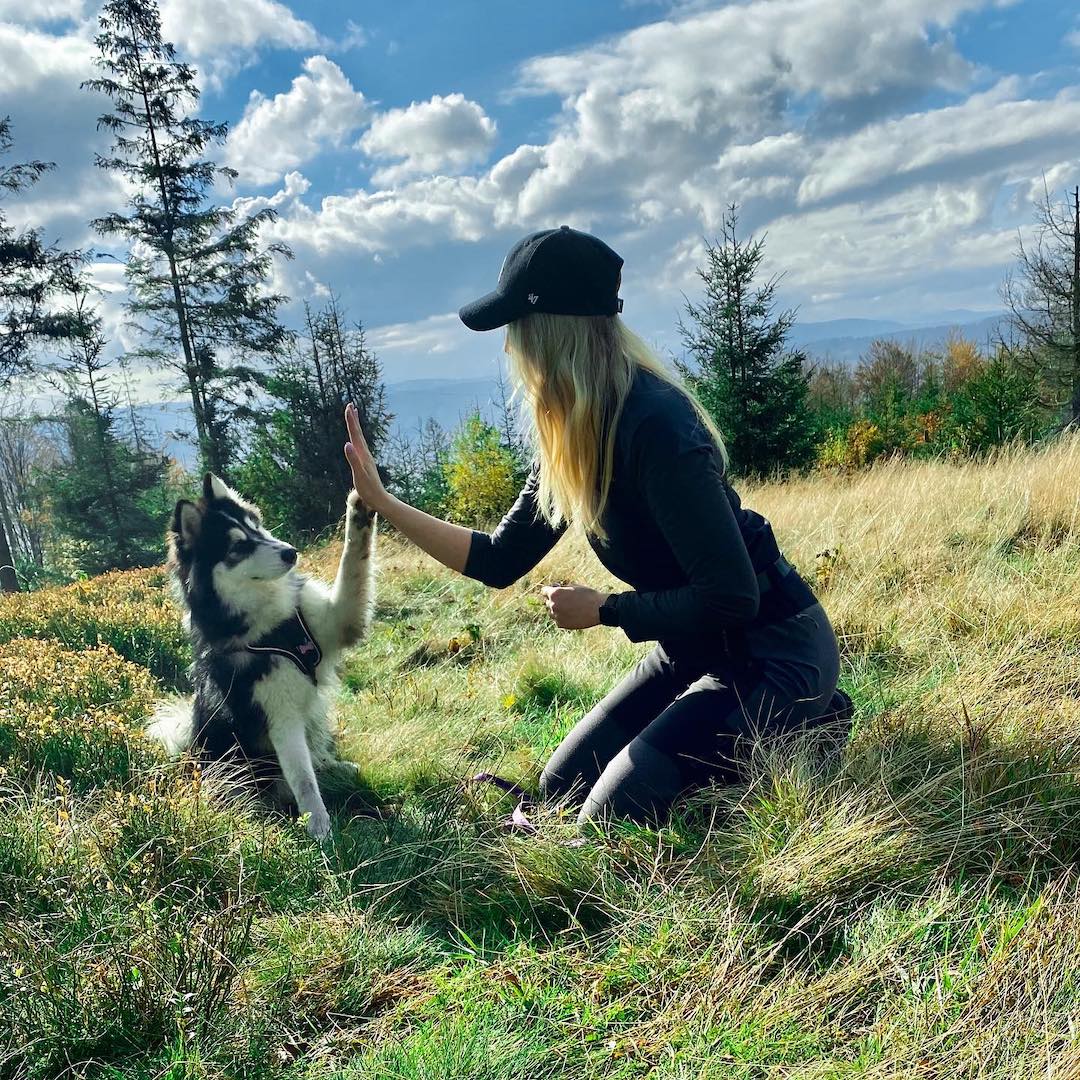 Samoyed Husky Mix (Samusky): Owner's Guide