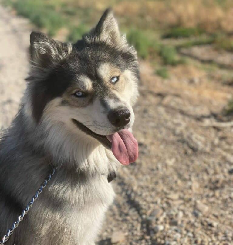 Husky Wolf Mix (Wolf Dog): Owner's Guide