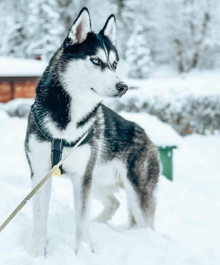 Husky Wolf Mix (Wolf Dog): Owner's Guide
