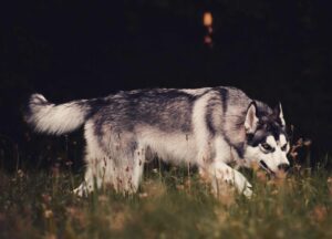 Husky Wolf Mix (Wolf Dog): Owner's Guide