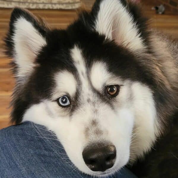 Samoyed Husky Mix (Samusky): Owner's Guide
