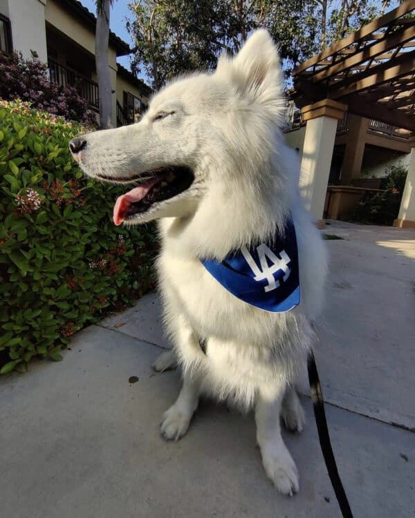Samoyed Husky Mix (Samusky): Owner's Guide