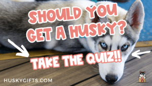 Should I Get A Husky Quiz (6 Key Questions)