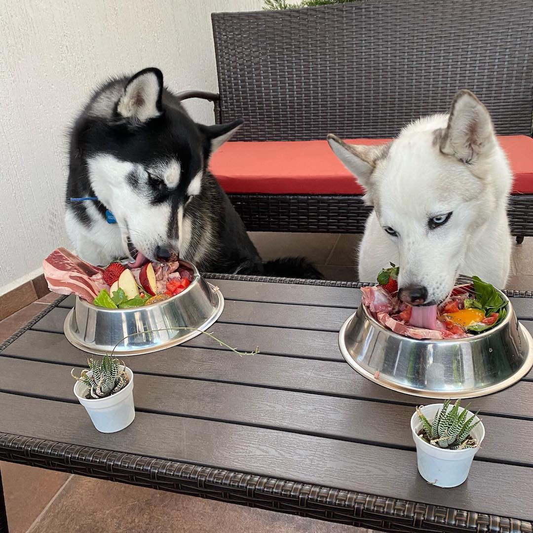 Siberian Husky Nutritional Requirements [Complete Guide]