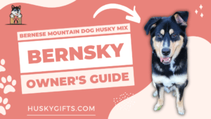 Bernese Mountain Dog Husky Mix (Bernsky): Owner's Guide