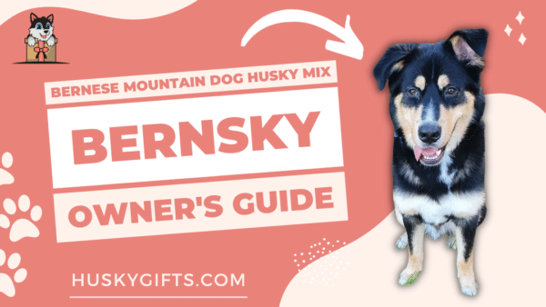 Bernese Mountain Dog Husky Mix (Bernsky): Owner's Guide