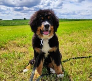 Bernese Mountain Dog Husky Mix (Bernsky): Owner's Guide