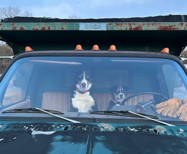 Bernese Mountain Dog Husky Mix (Bernsky): Owner's Guide