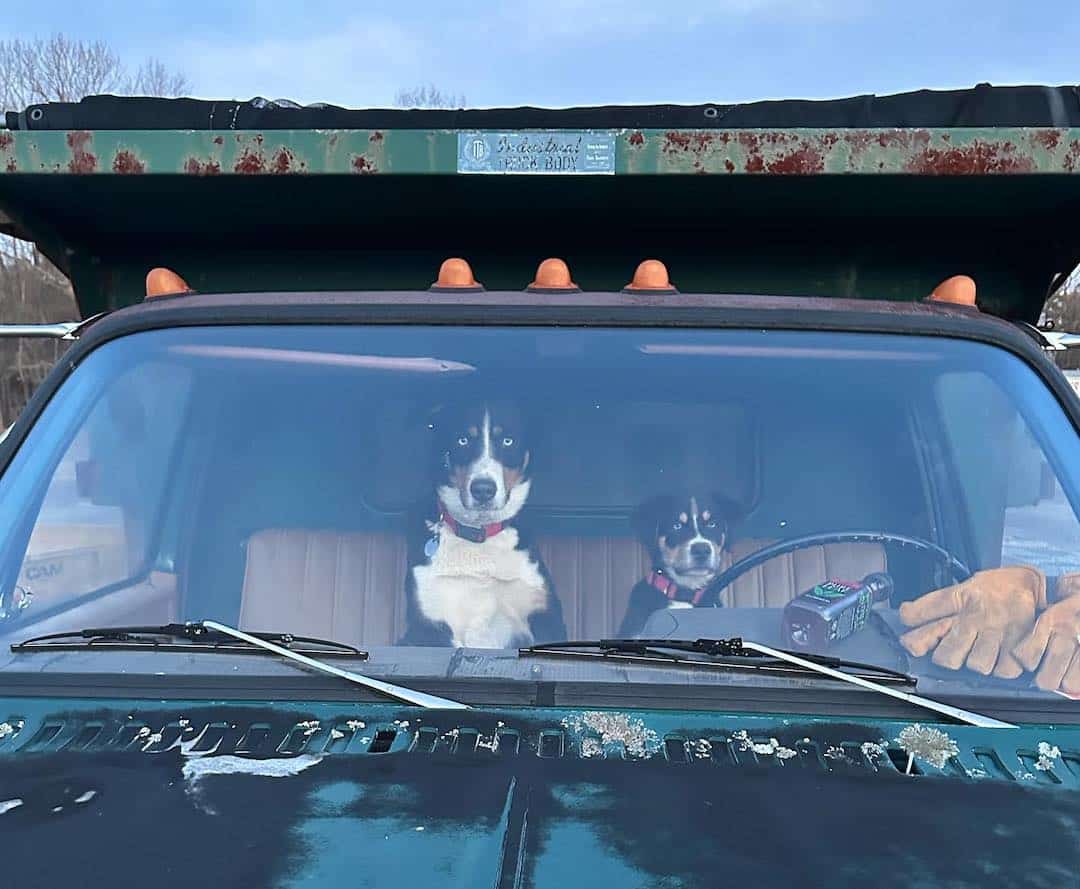 Bernese Mountain Dog Husky Mix (Bernsky): Owner's Guide