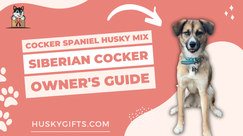Cocker Spaniel Husky Mix (Siberian Cocker): Owner's Guide