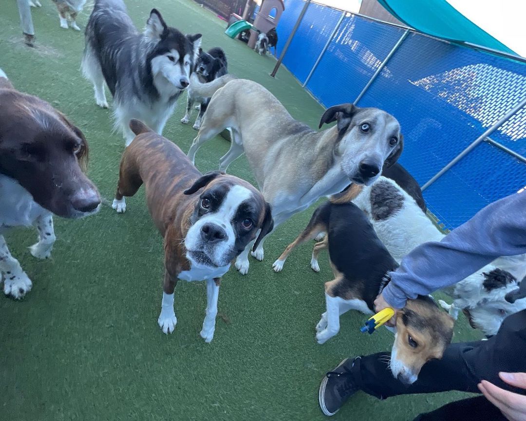 Great Dane Husky Mix (Great Danesky): Owner's Guide