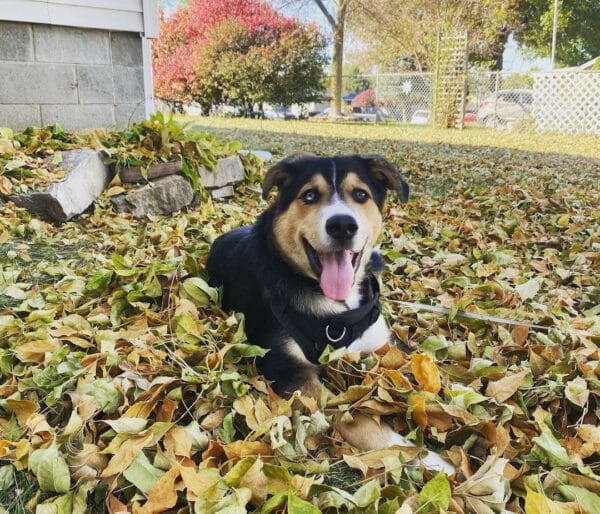 Bernese Mountain Dog Husky Mix (Bernsky): Owner's Guide