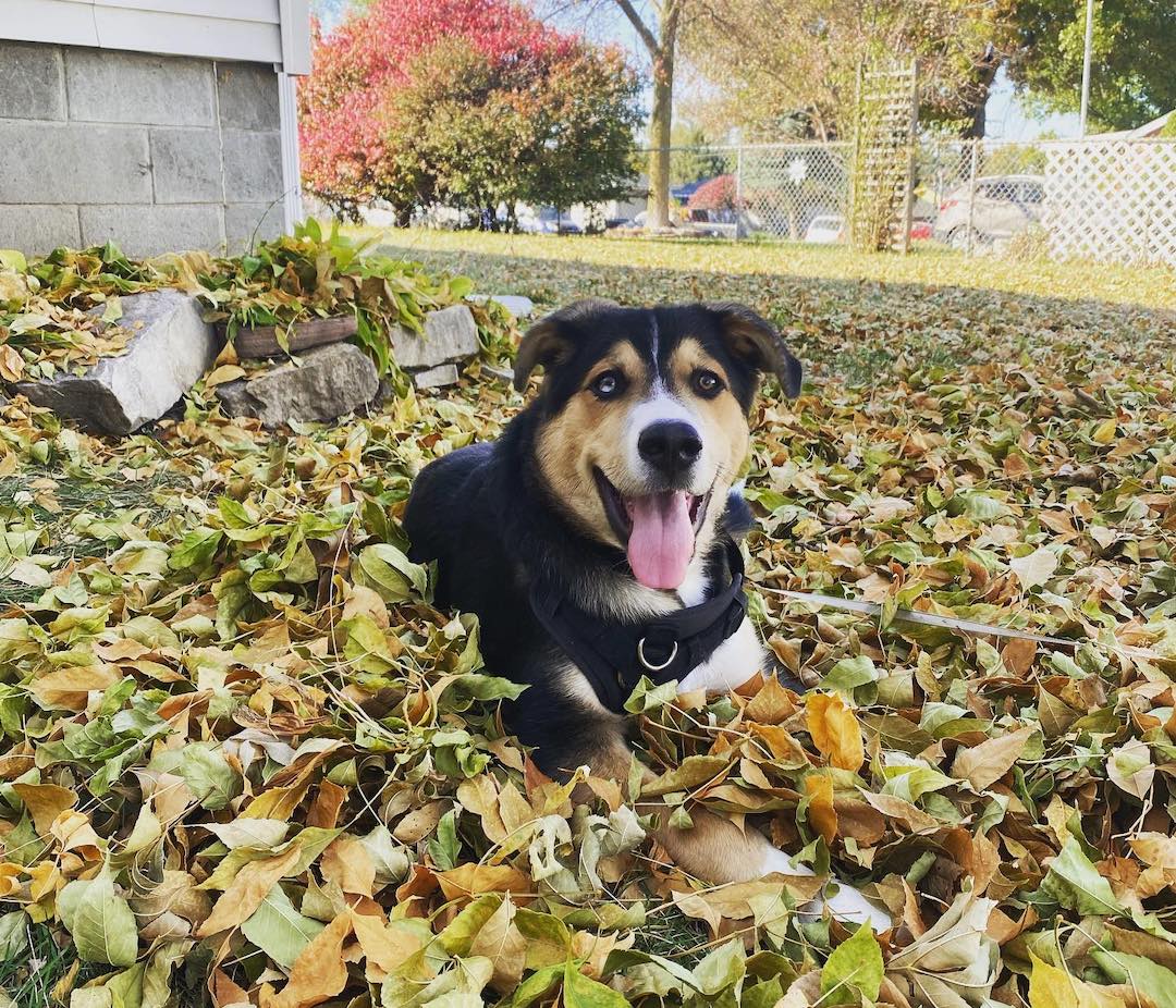 Bernese Mountain Dog Husky Mix (Bernsky): Owner's Guide