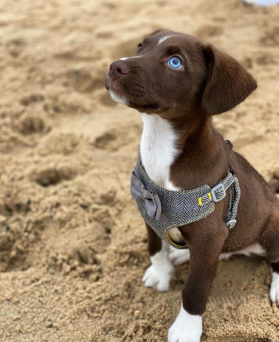 Cocker Spaniel Husky Mix (Siberian Cocker): Owner's Guide