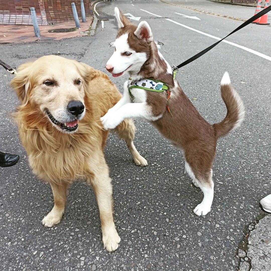 How To Socialize A Husky Puppy (7 Dog Socialization Tips)
