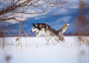 How High Can Huskies Jump? (+ How To Husky-Proof Backyard)