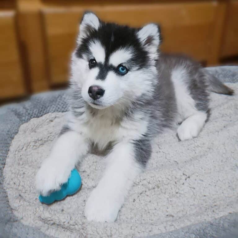 15 Kong Recipes for Huskies (+ Safe Ingredients List)