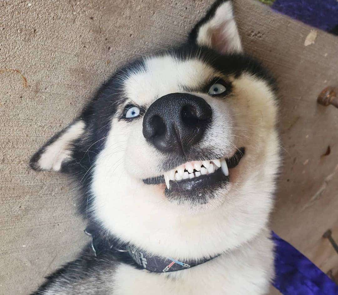 Why Are Huskies So Weird? (5 Reasons + Weirdest Behaviors)