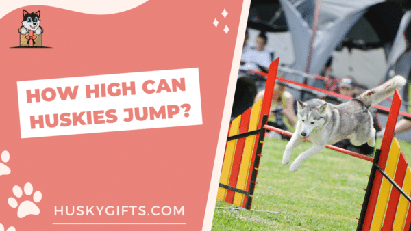 How High Can Huskies Jump? (+ How To Husky-Proof Backyard)