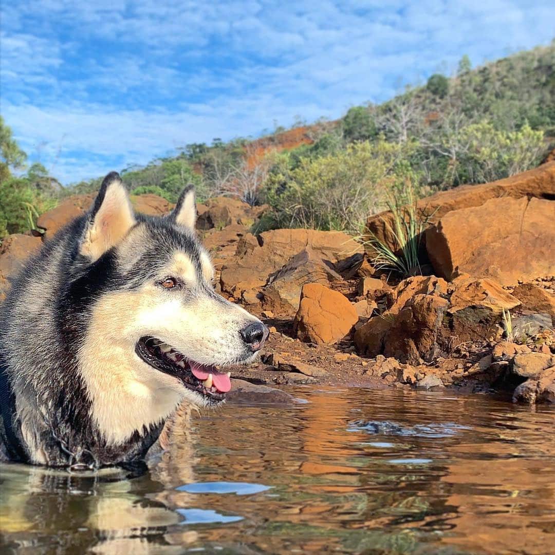 Overweight Husky Help Guide (4 Reasons Why + How To Help)