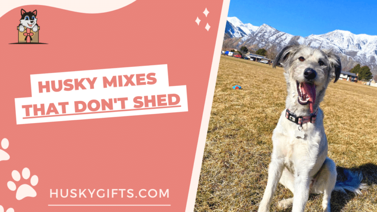 14 Husky Mixes That Don't Shed As Much (Best Alternatives)