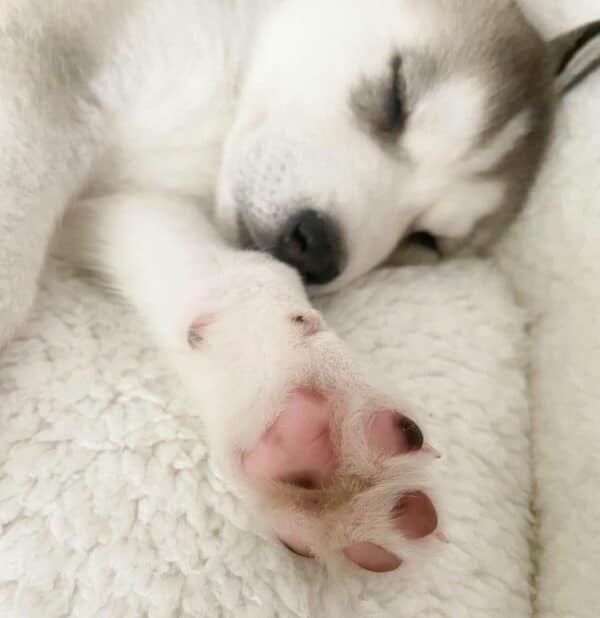 Husky Paws: Traits, Facts, Problems & How To Care For Them