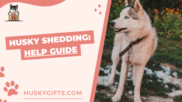Husky Shedding Help Guide (Everything You Need To Know)